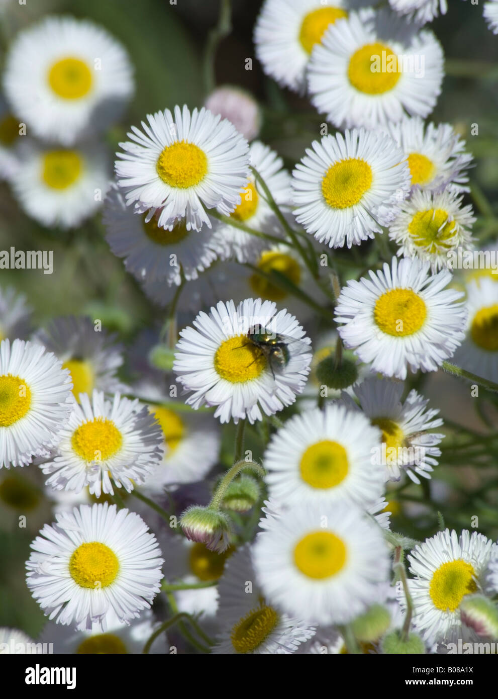 Fly pollinating a daisy, USA Stock Photo - Alamy