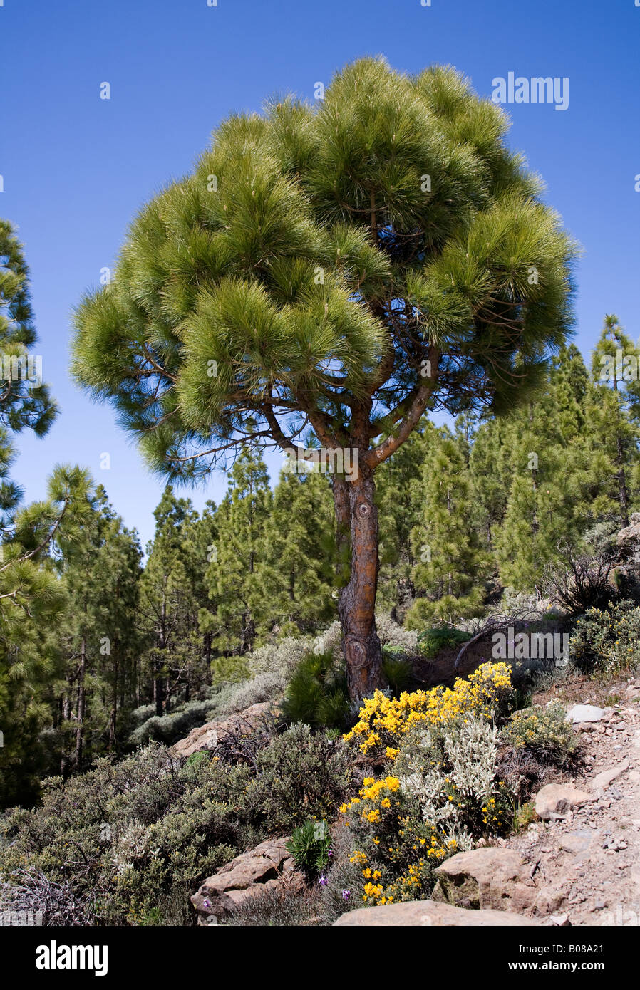 Canarian pine Pinus canariensis "Gran Canaria" "Canary Islands" Spain ...