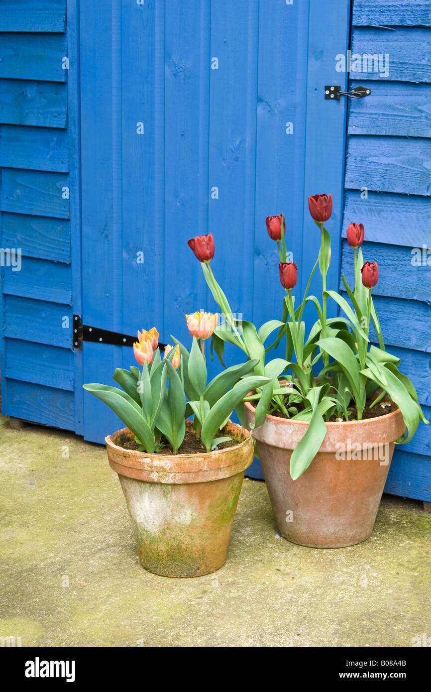Pot tulips on garden hi-res stock photography and images - Alamy