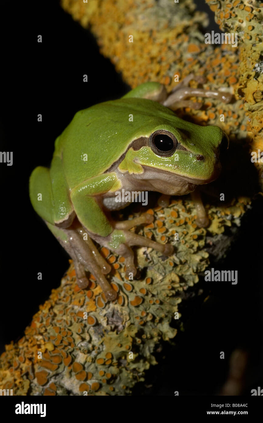 Italian Tree Frog Hyla intermedia Central Italy Stock Photo - Alamy
