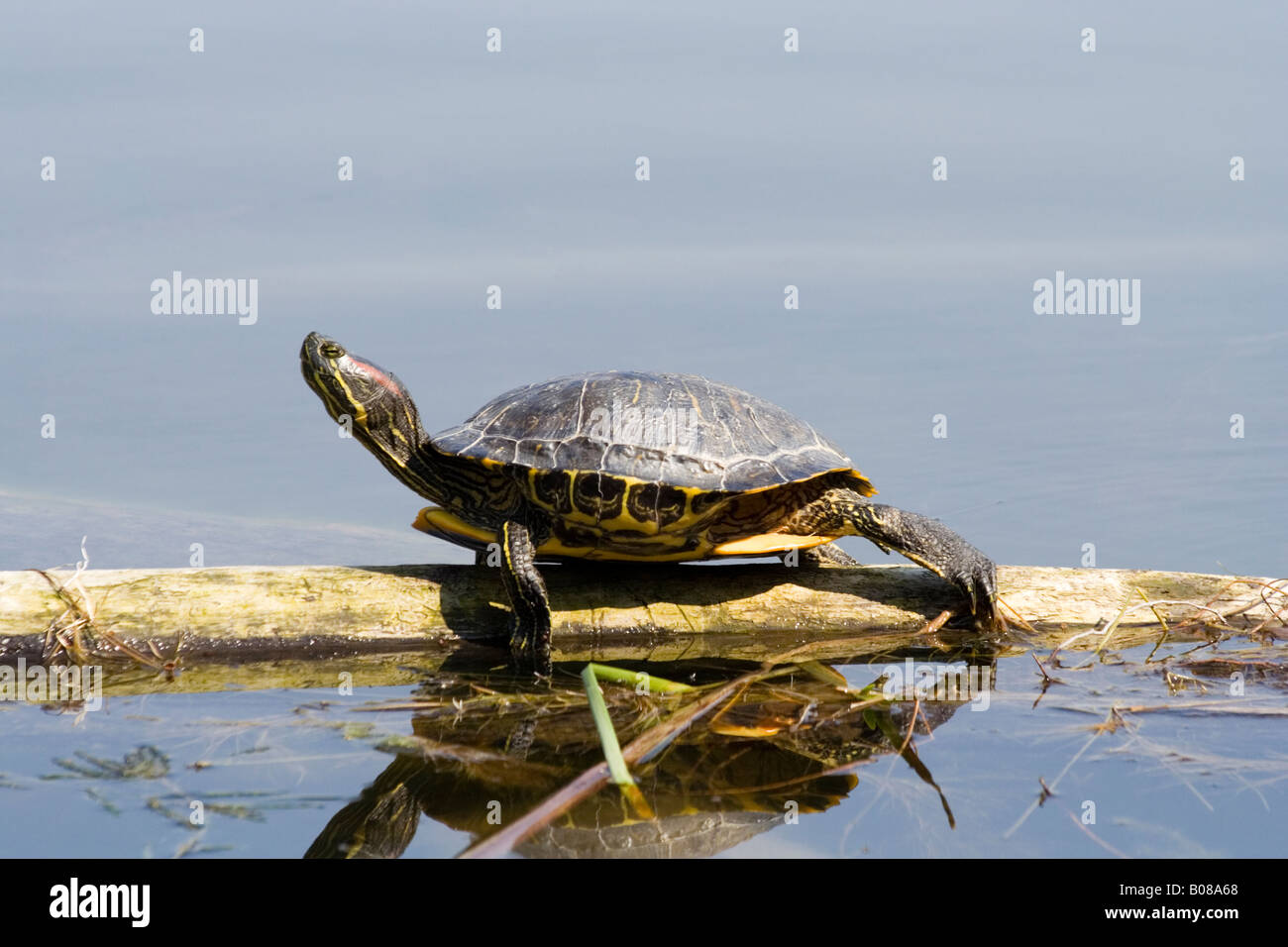 The Red-eared Slider (Trachemys scripta elegans) turtle (terrapin Stock ...