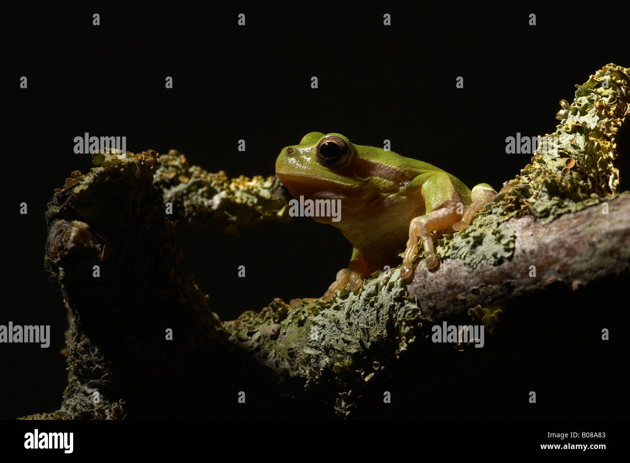 Italian Tree Frog Hyla intermedia Central Italy Stock Photo - Alamy