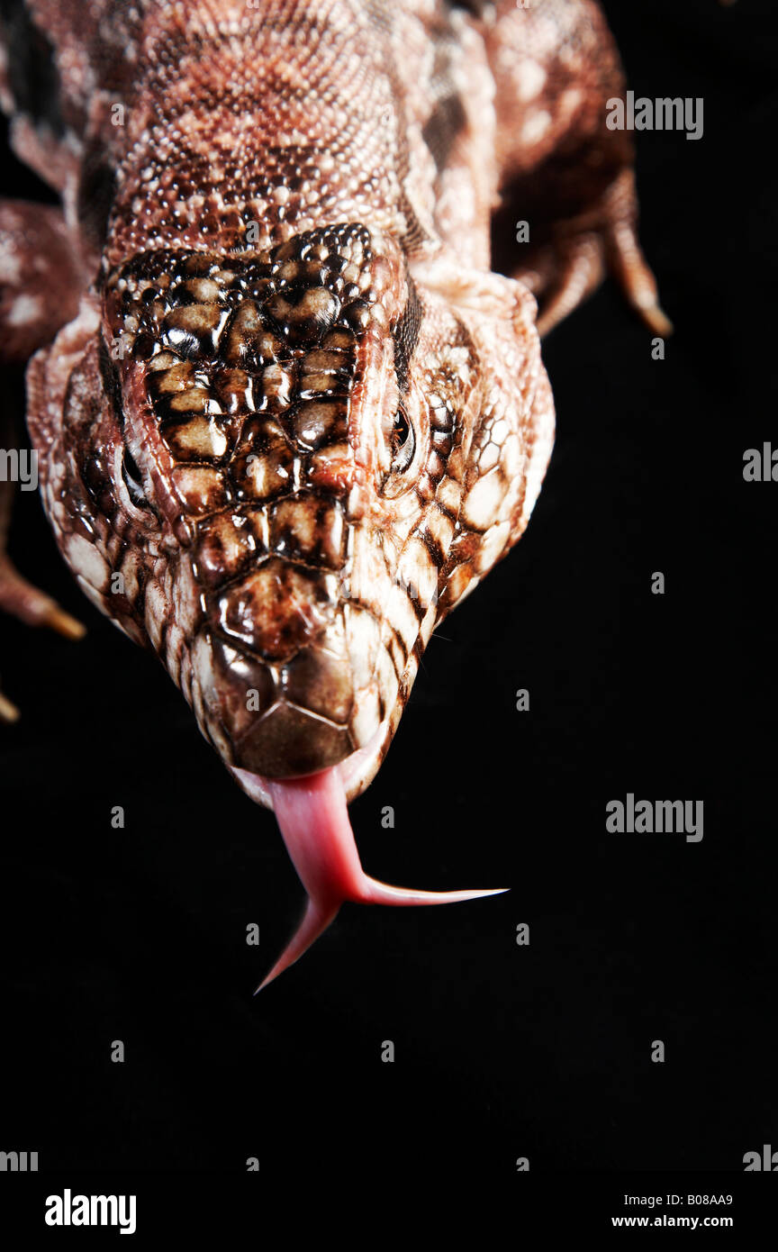 Red tegu hi-res stock photography and images - Alamy