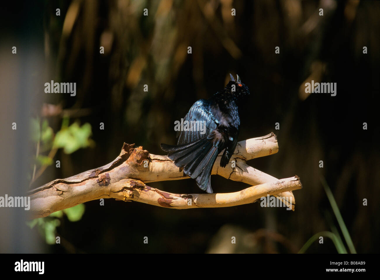 Spangled Drongo Dicrurus bracteatus sunbathing Kakadu National Park ...