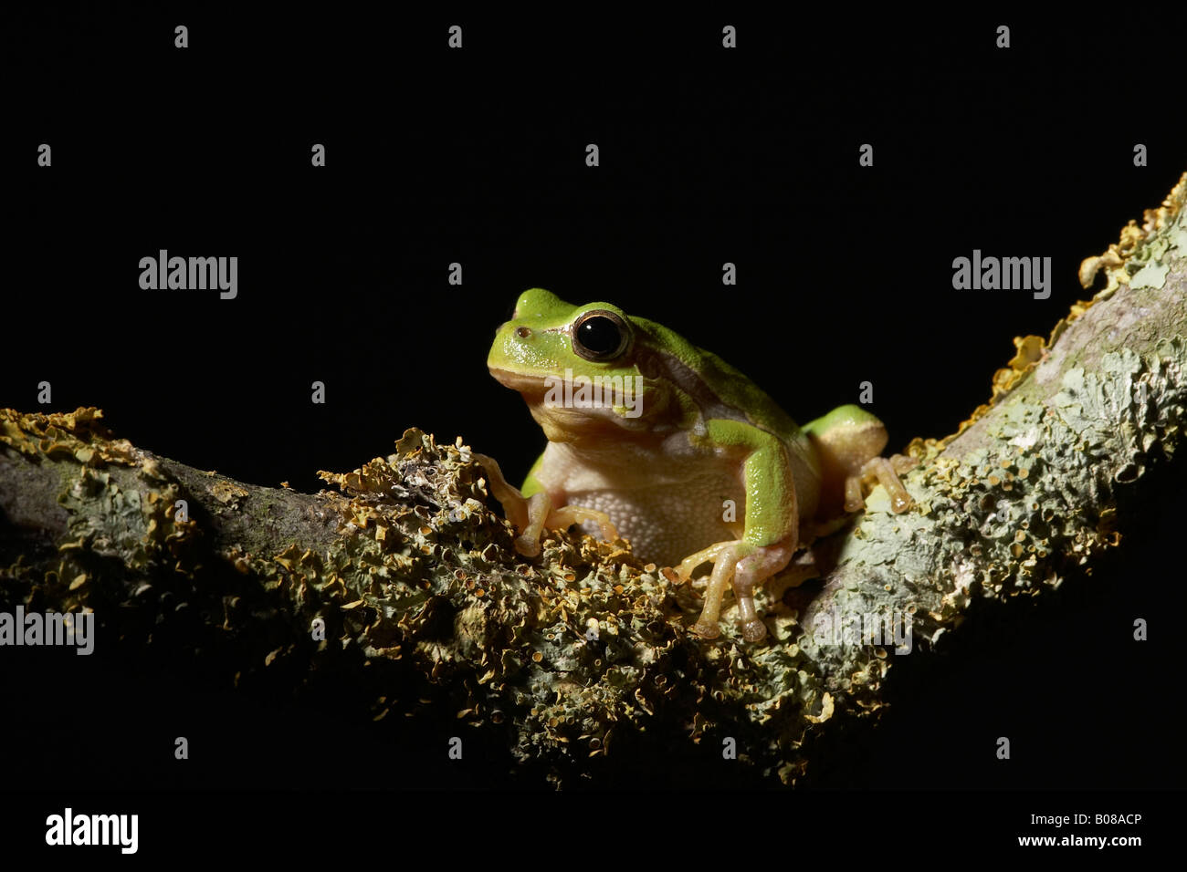 Italian Tree Frog Hyla intermedia Central Italy Stock Photo - Alamy