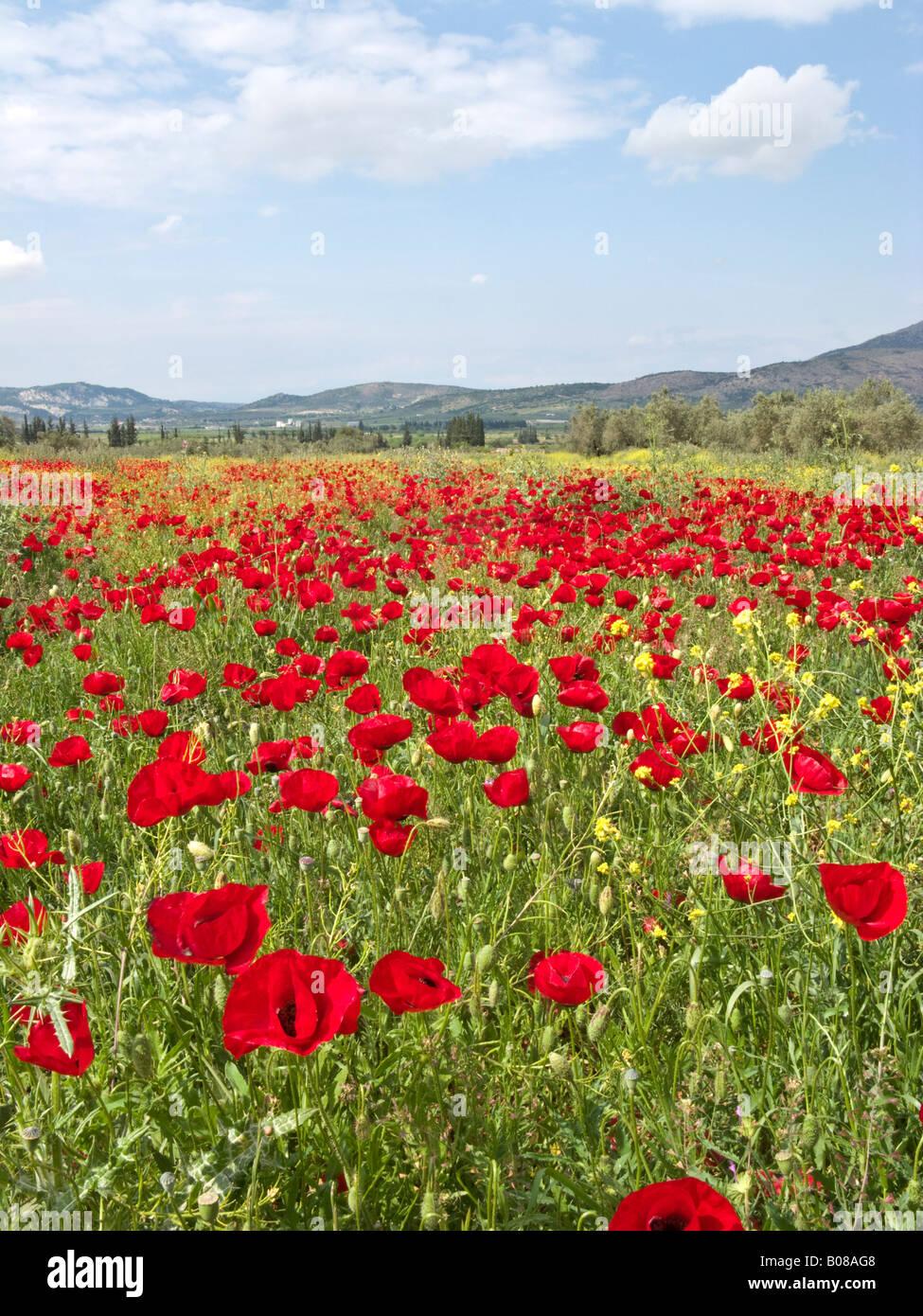 Greek poppy field greece hi-res stock photography and images - Alamy