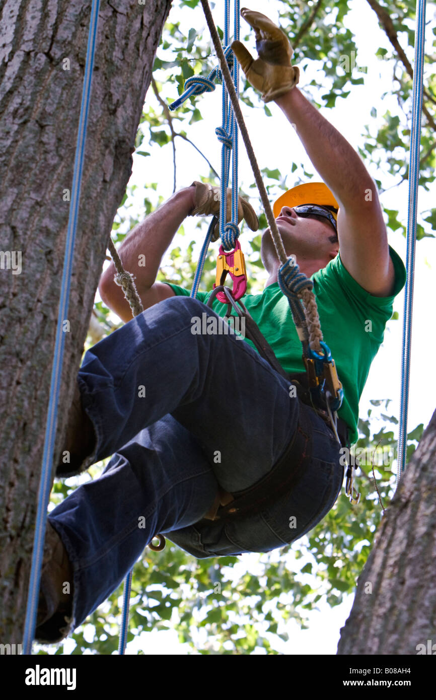Tree rescue demonstration Stock Photo - Alamy
