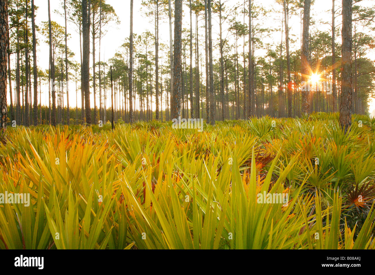 Slash Pine (Pinus elliottii) and Palmetto at sunrise, Okefenokee swamp ...