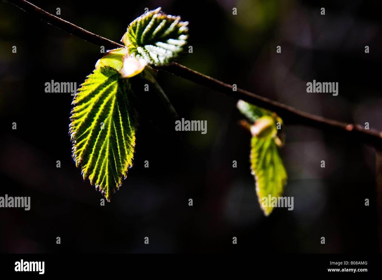 Spring new tree nature vein detail hi-res stock photography and images ...
