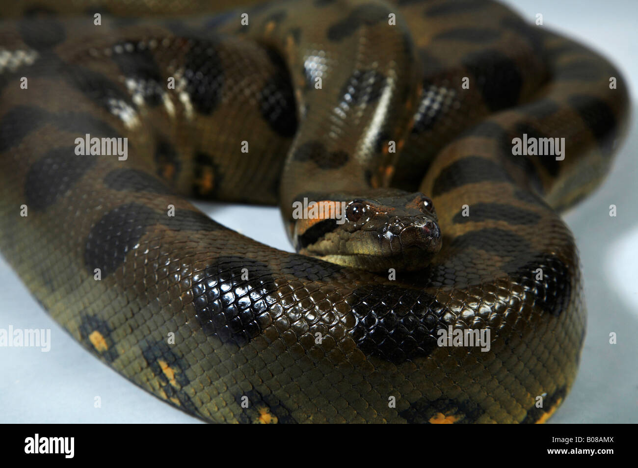 Close up of Anaconda Stock Photo - Alamy