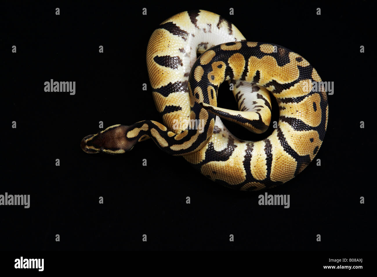 Top view of Royal Python Stock Photo - Alamy
