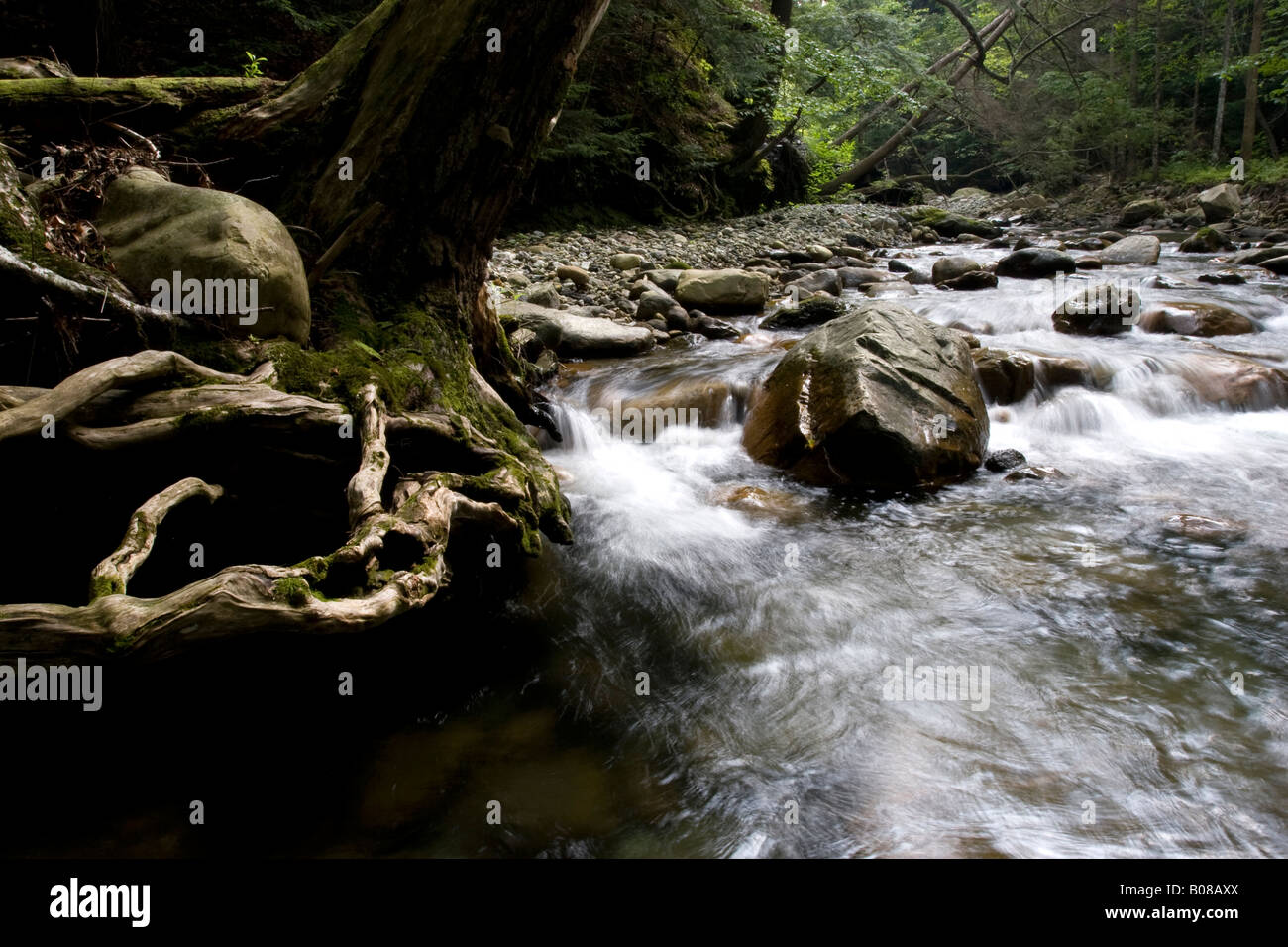 Exposed tree roots river bank hi-res stock photography and images - Alamy