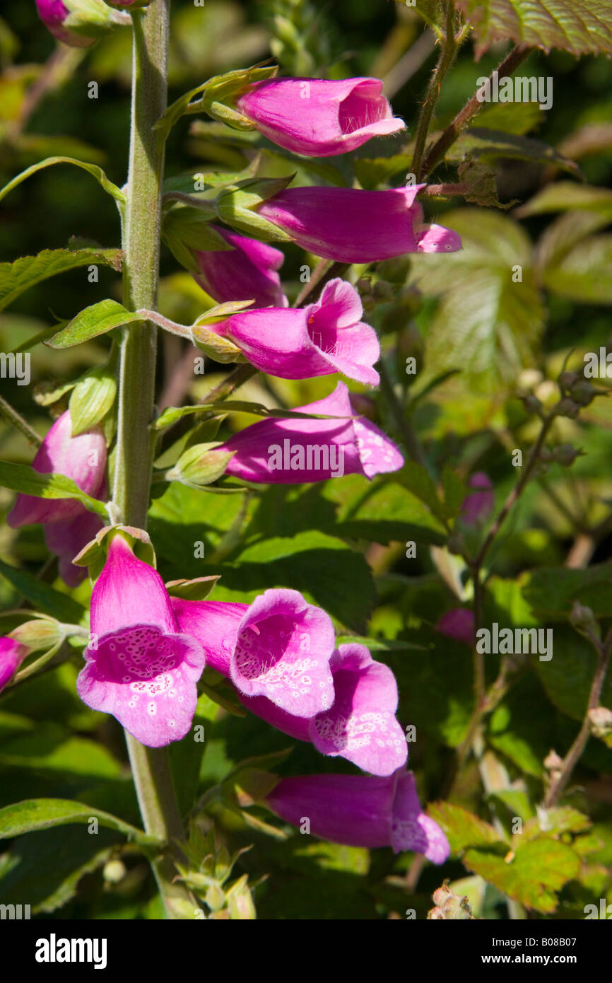 A Foxglove in Etherow Country Park at Compstall near Stockport Stock ...