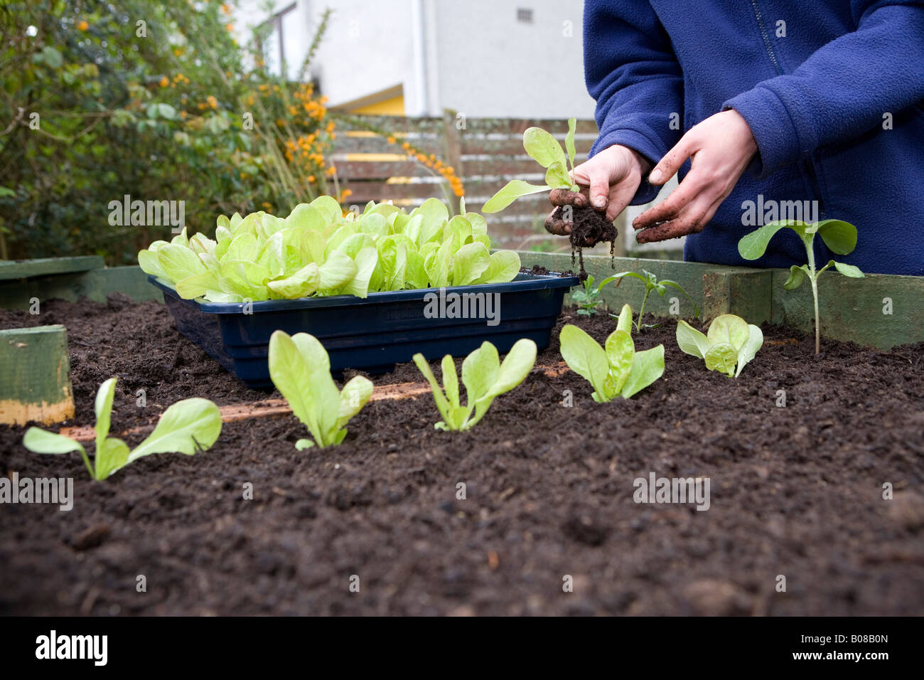 Woman gardener planting vegetables in her garden in raised beds ...