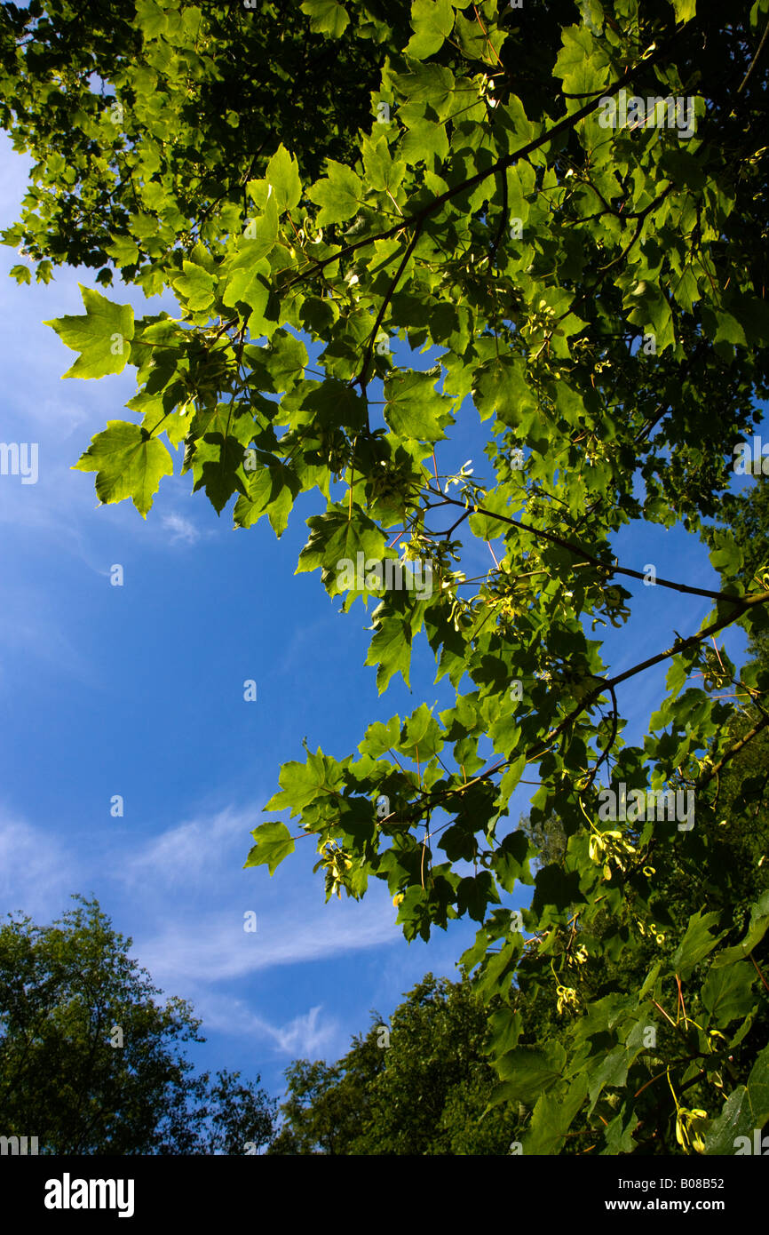 View of Tree Canopy in Etherow Country Park at Compstall near Stockport ...