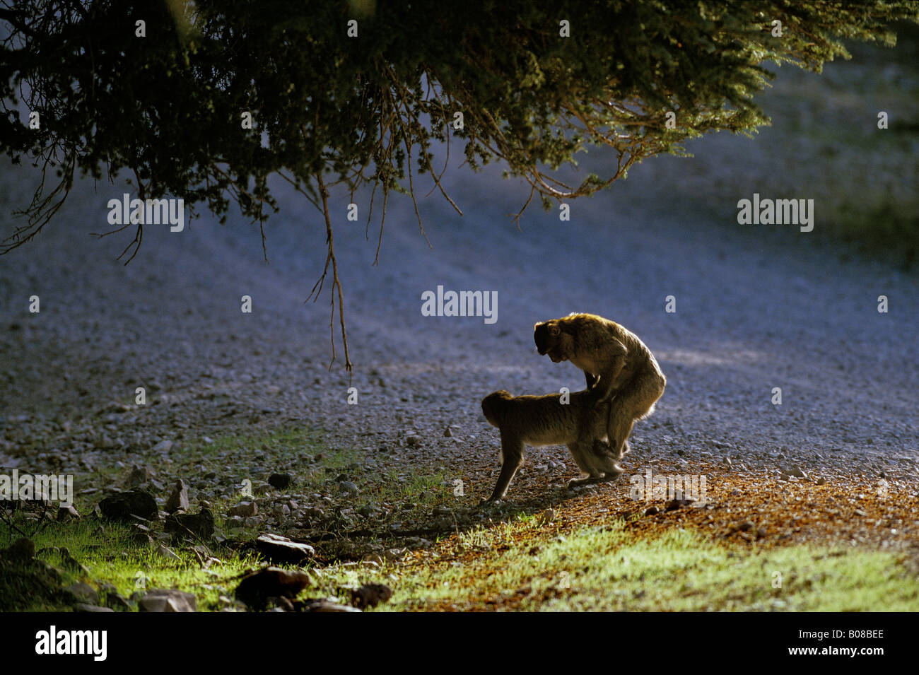 Barbary Macaque Mating