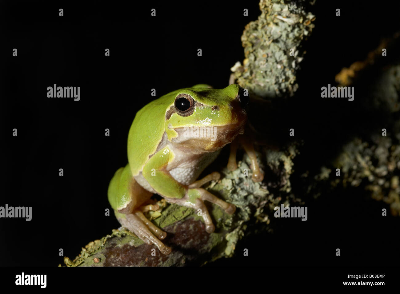Italian Tree Frog Hyla intermedia Central Italy Stock Photo - Alamy