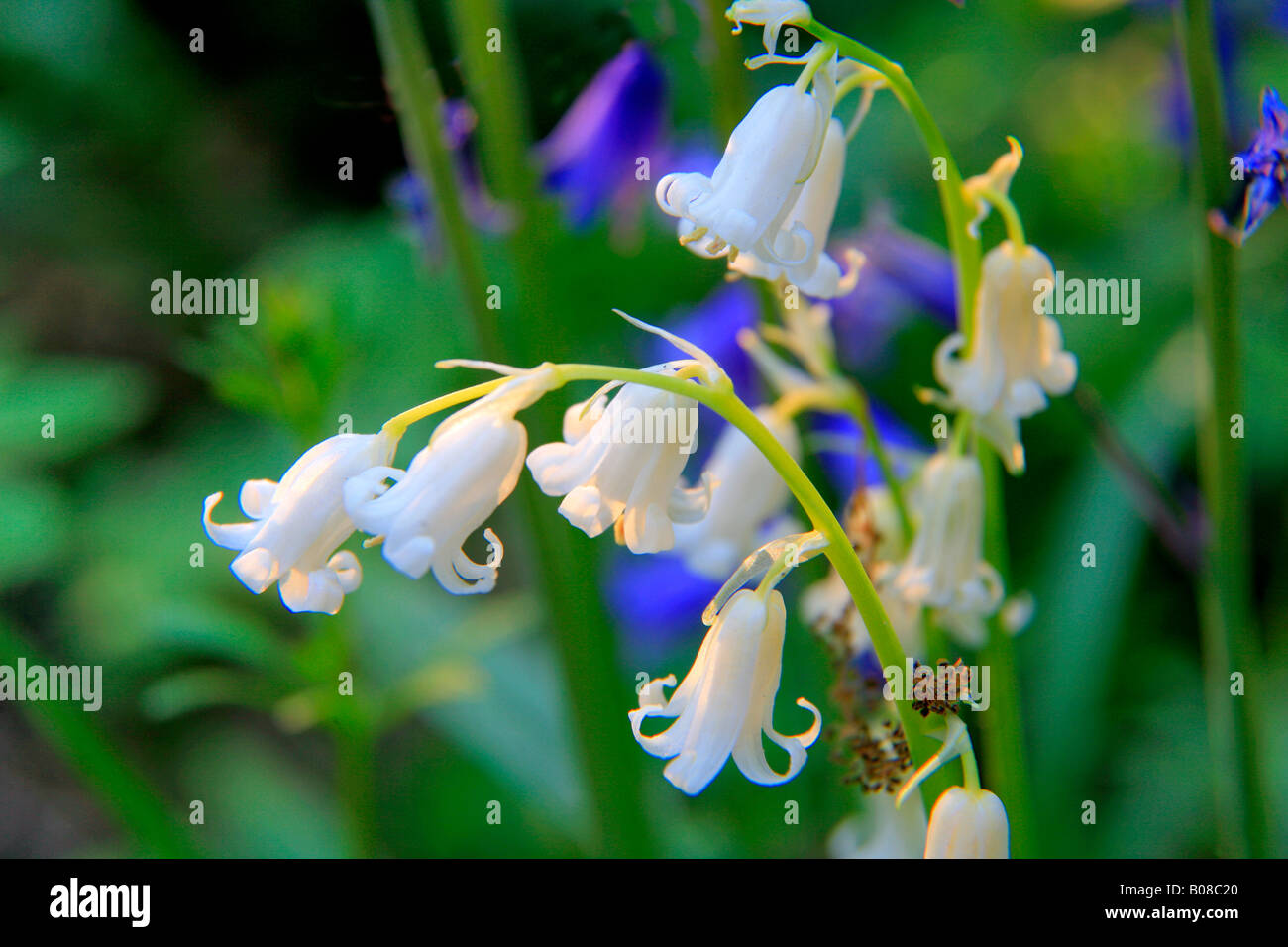White Bluebell flowers Hyacinthoides non scripta Spring Bluebells ...