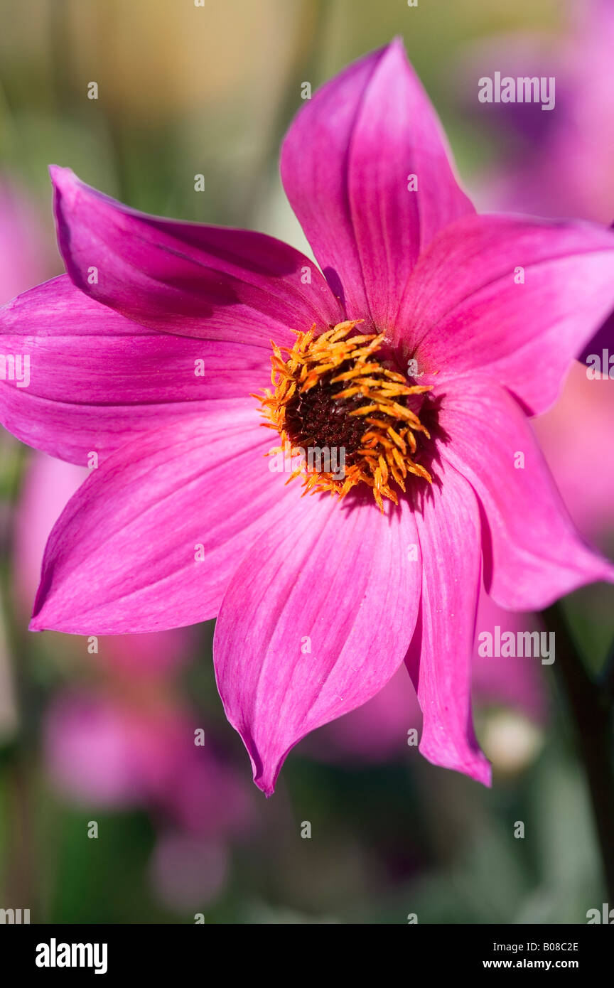 DAHLIA MAGENTA STAR Stock Photo - Alamy