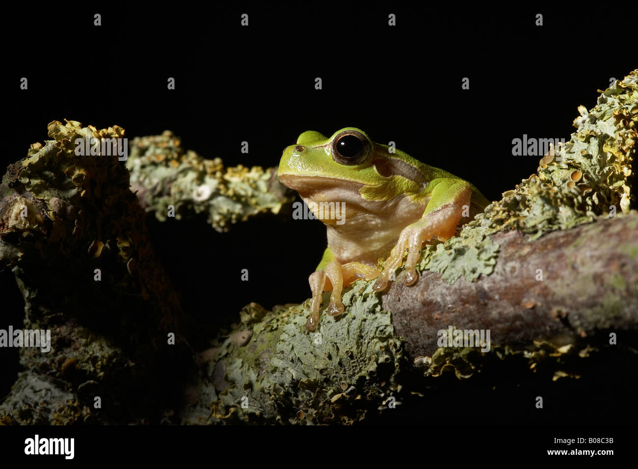Italian Tree Frog Hyla intermedia Central Italy Stock Photo - Alamy