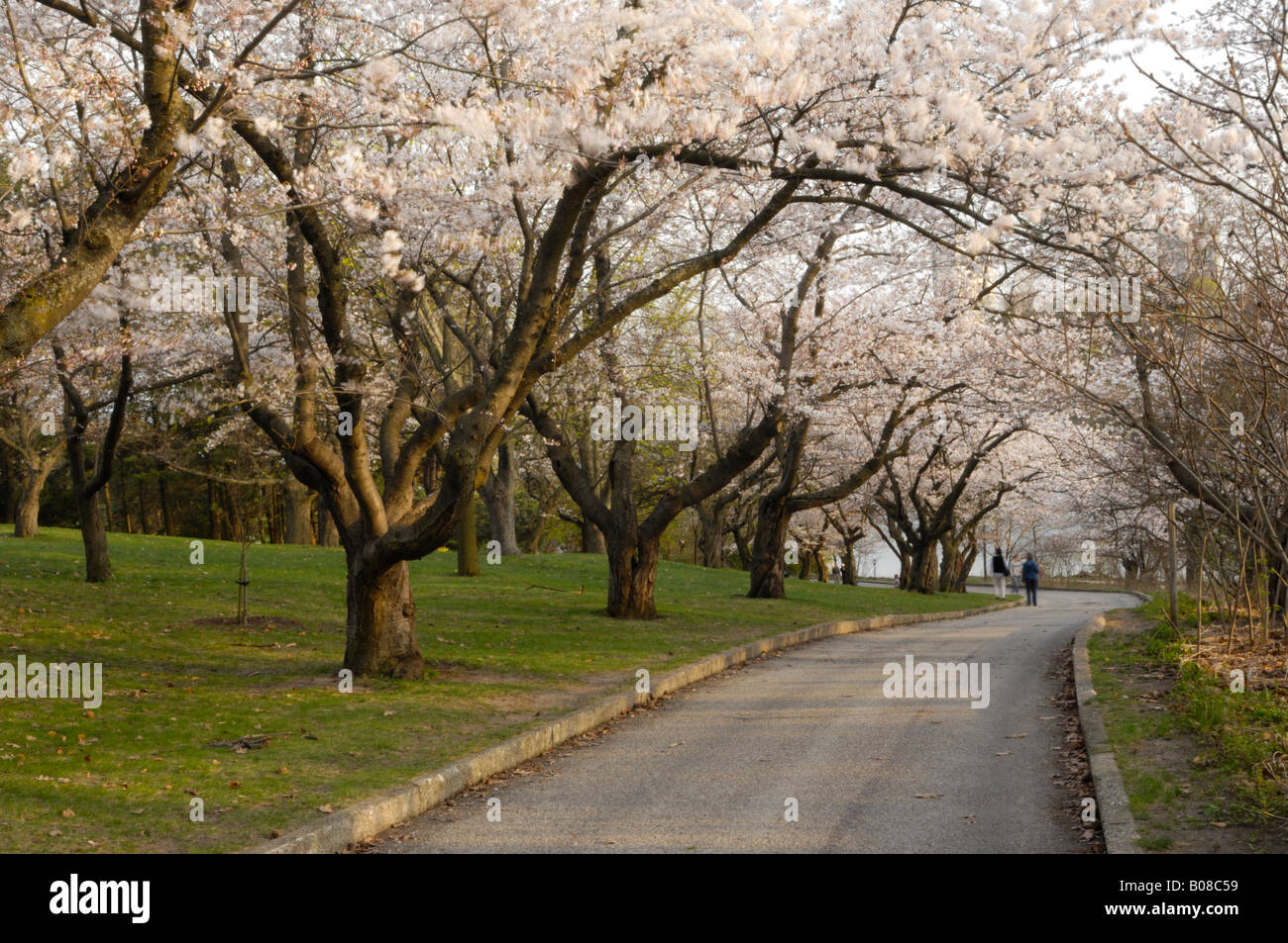 Japanese flowering cherry trees hi-res stock photography and images - Alamy