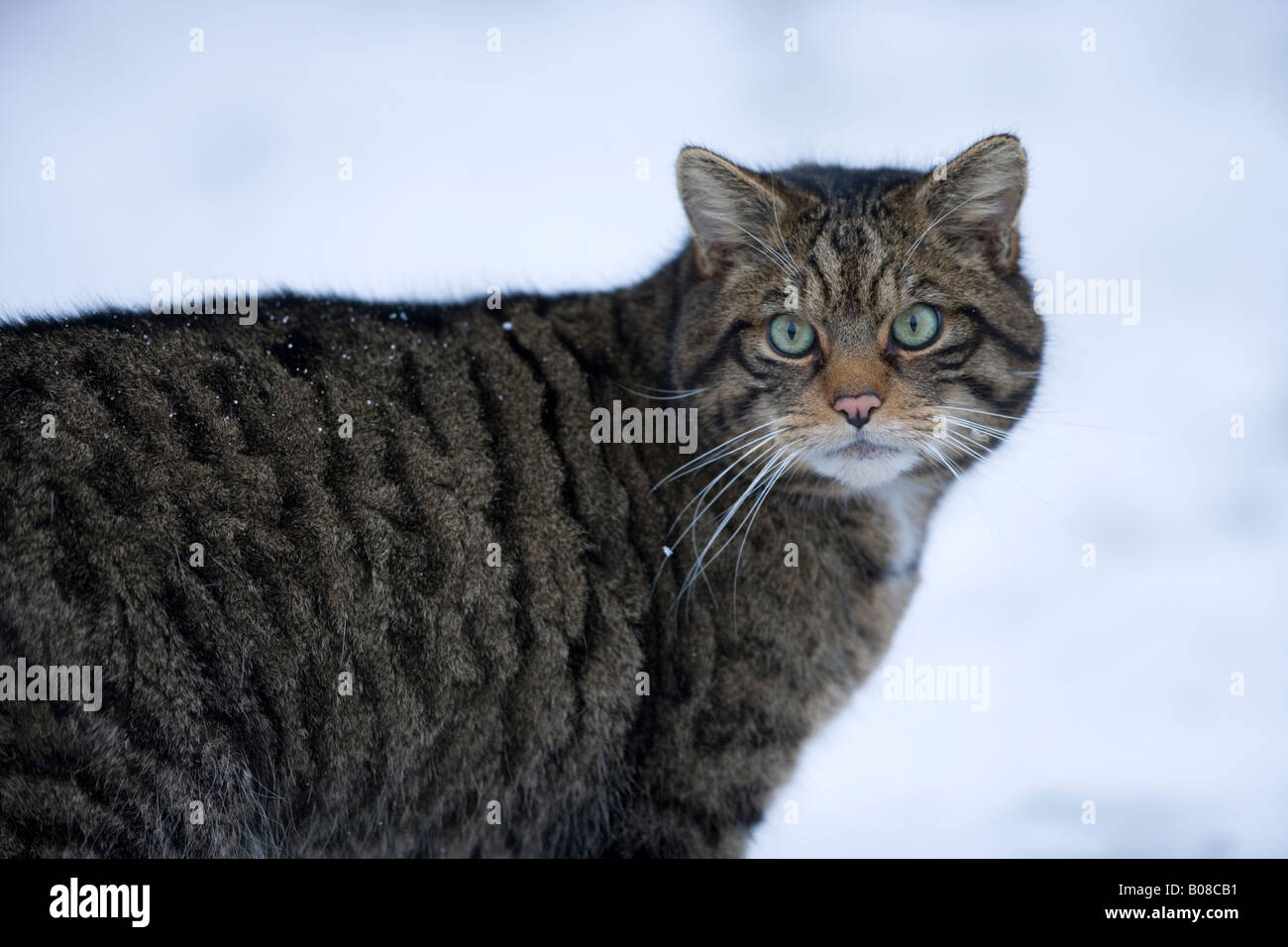 Scottish wildcat snow hi-res stock photography and images - Alamy