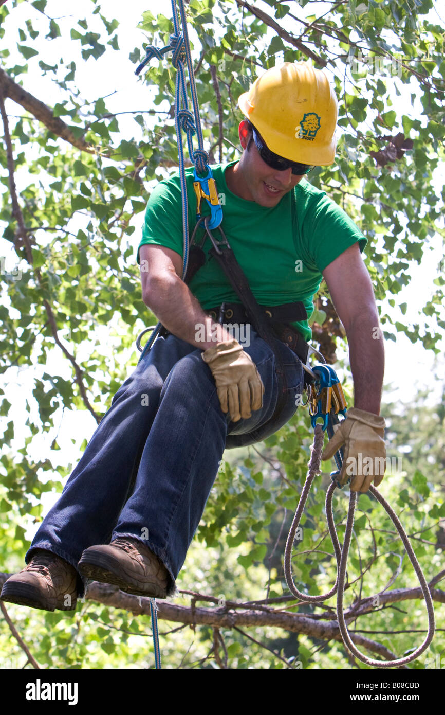 Tree rescue demonstration Stock Photo - Alamy