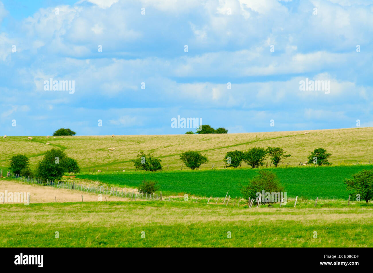Green dotted trees landscape, blue sky (003 Stock Photo - Alamy