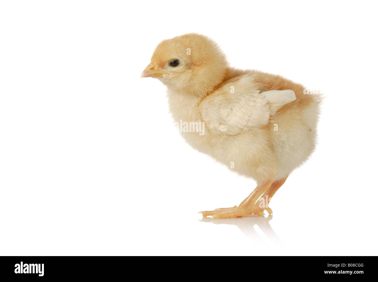 Little fluff Cut Out Stock Images & Pictures - Alamy