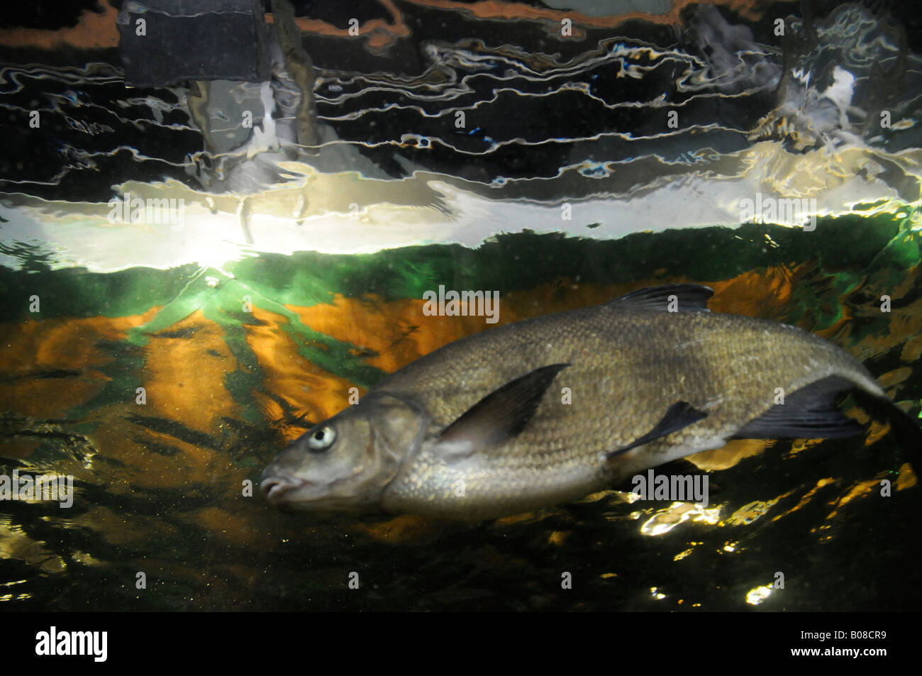 Side view common carp swimming hi-res stock photography and images - Alamy