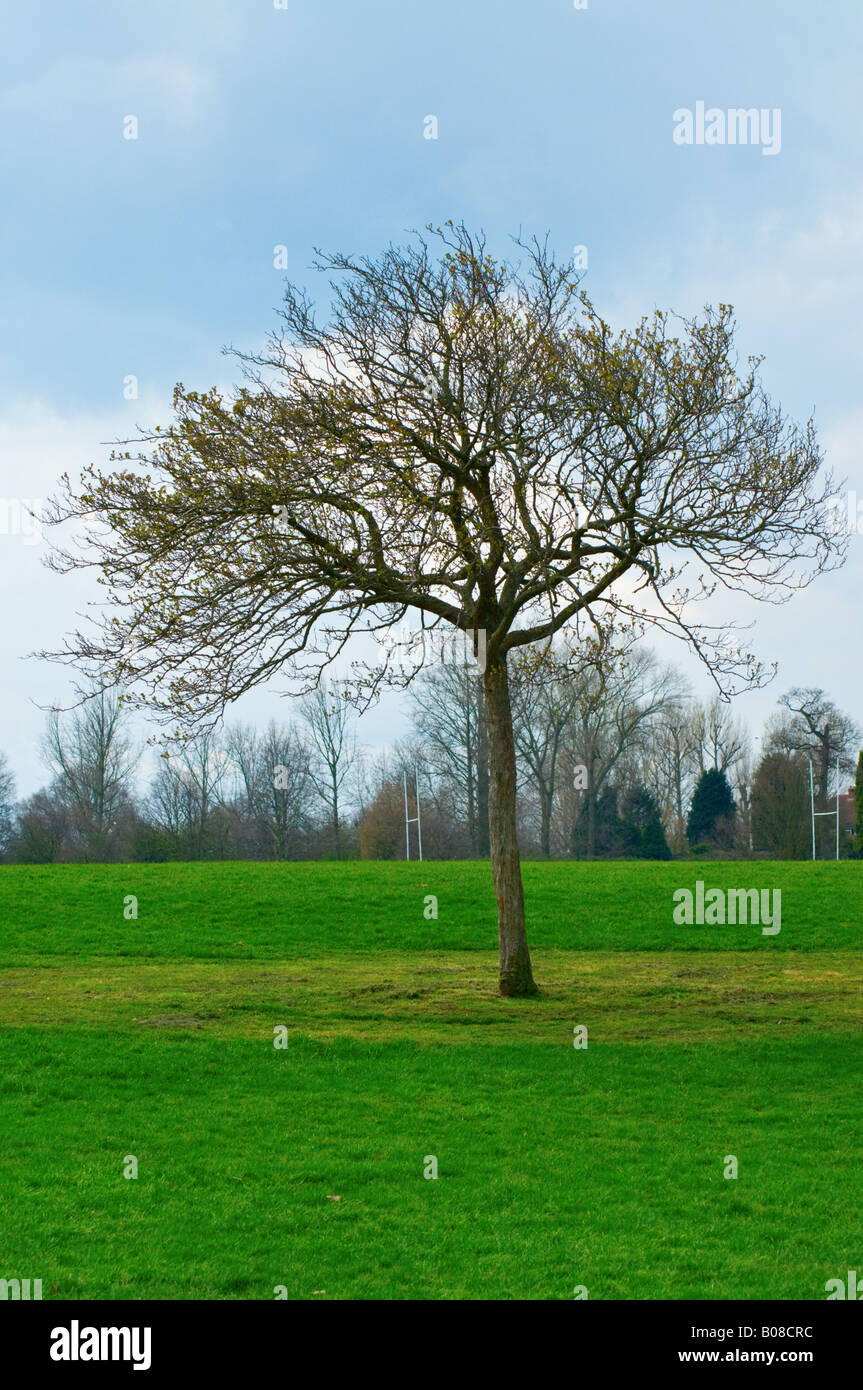 Single lone young tree (6), portrait photograph Stock Photo - Alamy
