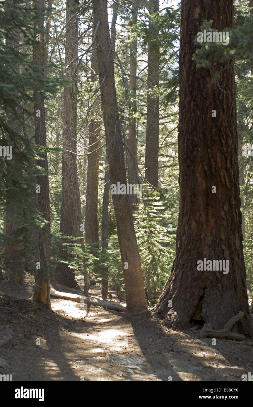 hiking trail through alpine pines Stock Photo - Alamy