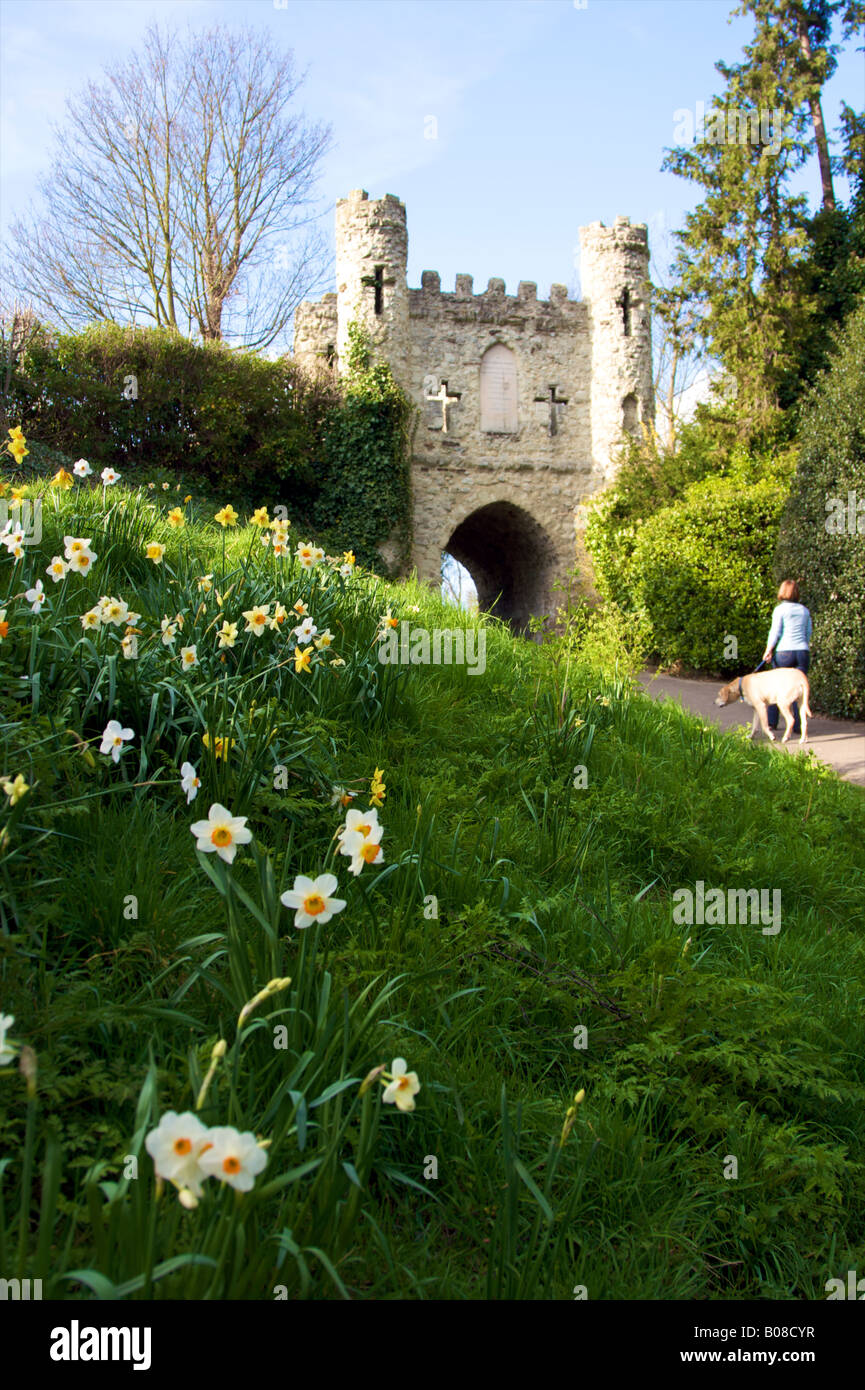 Reigate Castle, a walker with her dog, and daffodils in April Stock ...