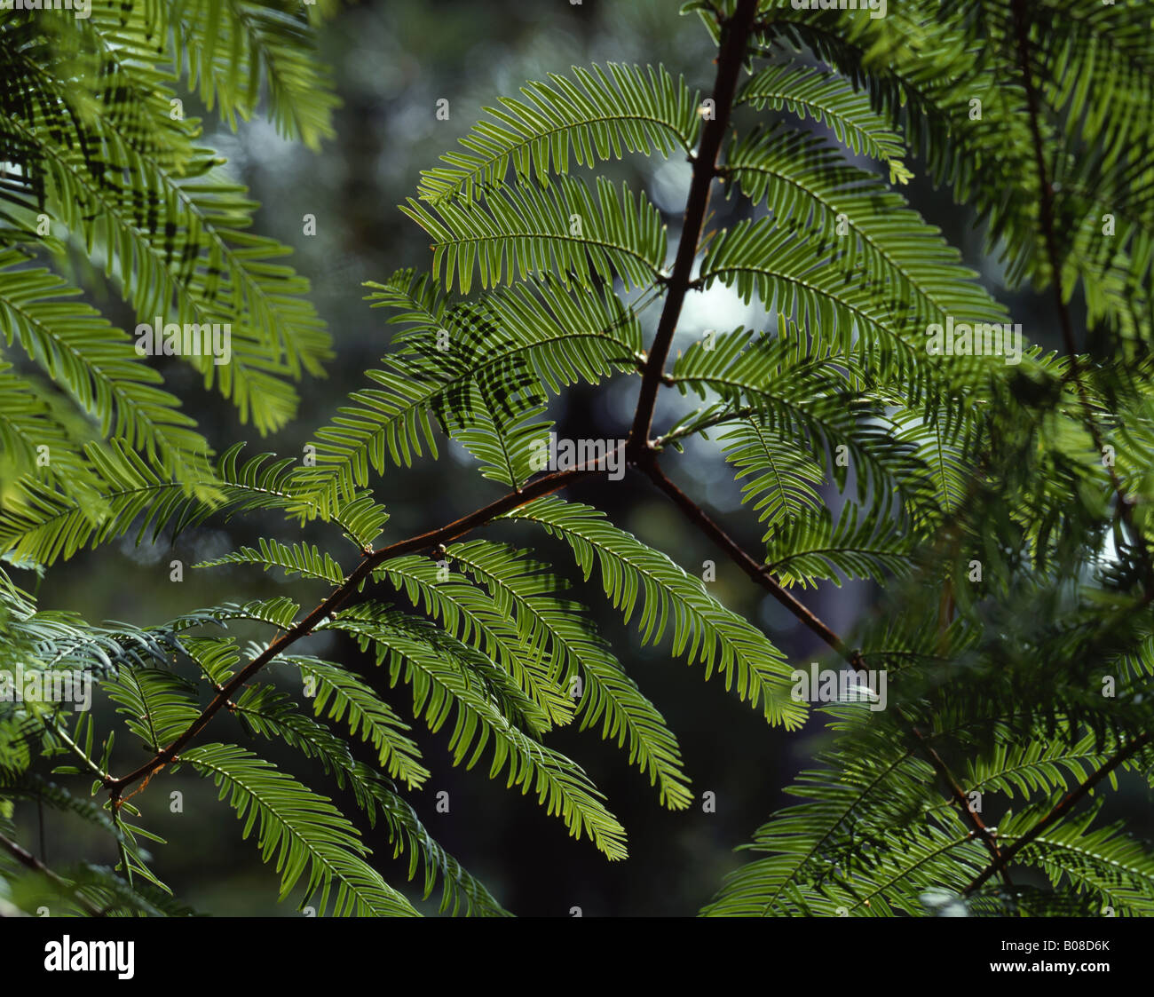 Close-Up of Evergreen Boughs Stock Photo - Alamy