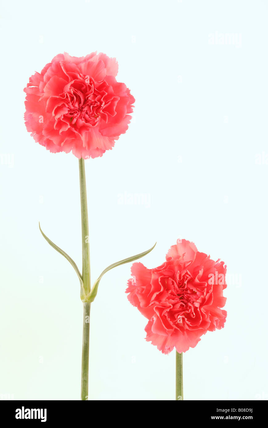 Two pink carnations Stock Photo - Alamy