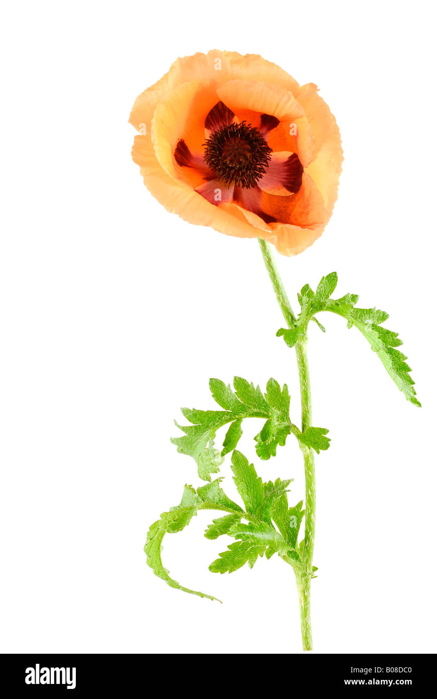Large red poppy isolated on white background in portrait format Stock ...