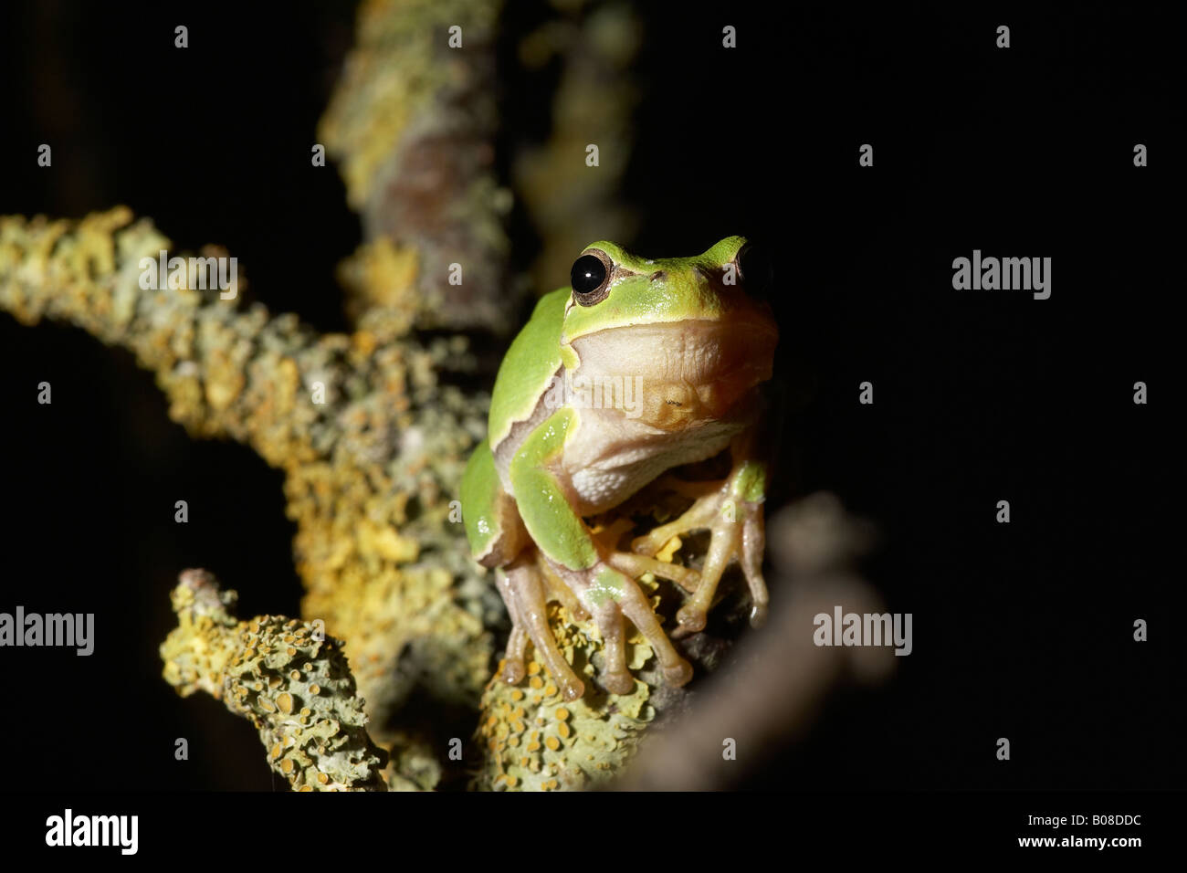 Italian Tree Frog Hyla intermedia Central Italy Stock Photo - Alamy