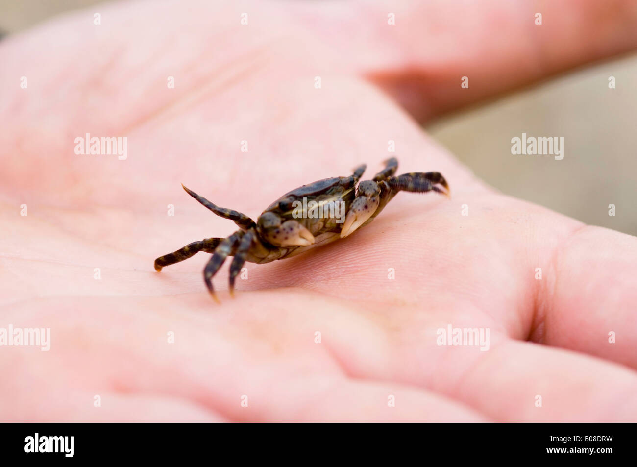 Long claw crab hi-res stock photography and images - Alamy