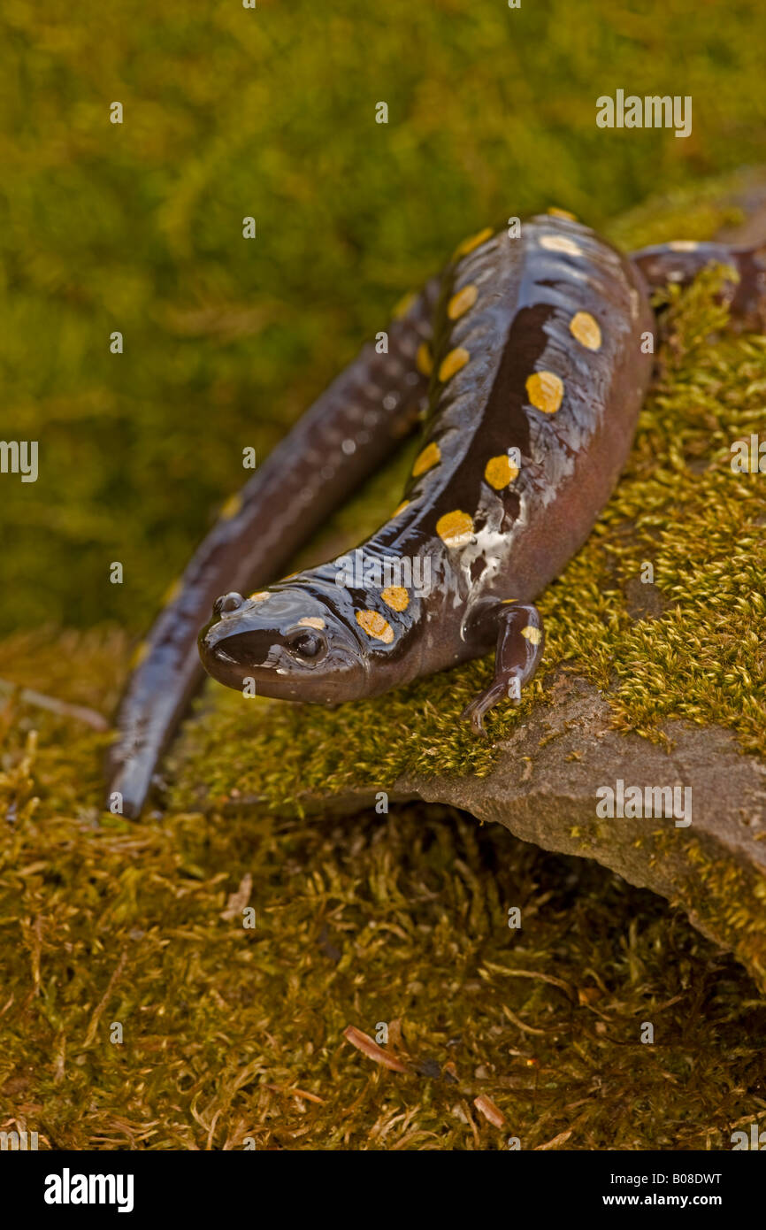 Spotted Salamander (Ambystoma maculatum) New York USA - In early spring ...