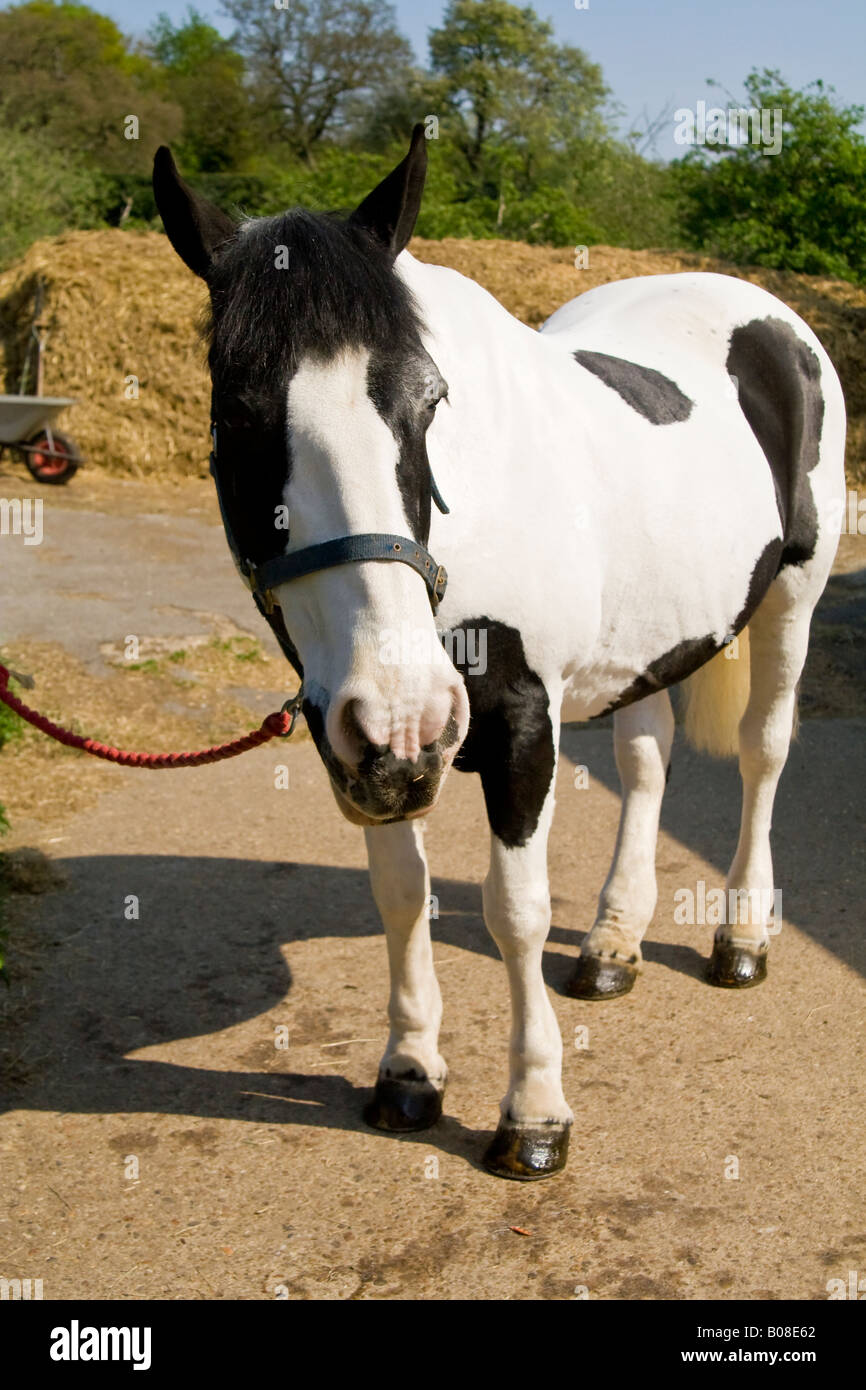 A newly ^clipped horse, UK Stock Photo - Alamy