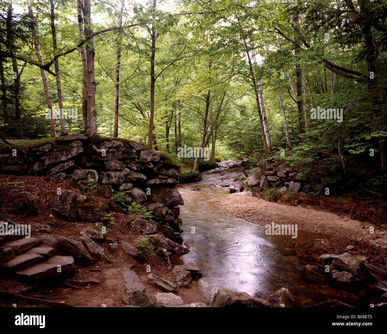 Stream Running Through Forest Stock Photo - Alamy