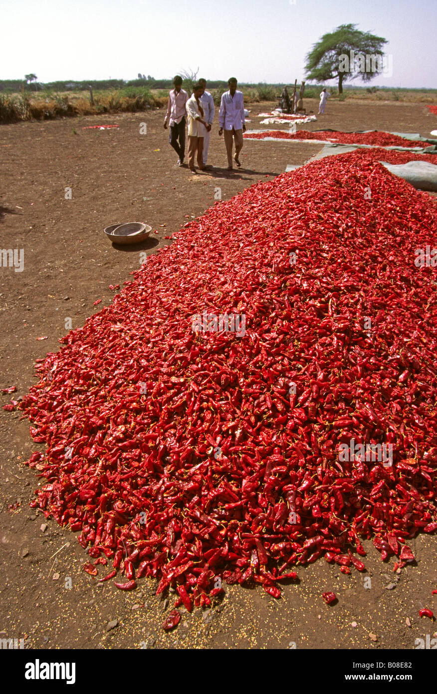 Drying chillies in the indian sun hi-res stock photography and images ...
