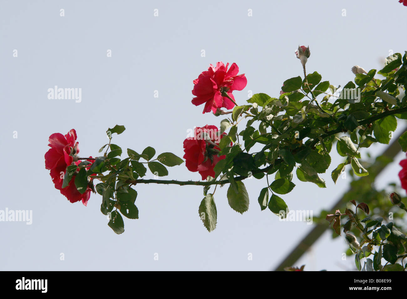 roses plant and sky in spring nature and flowers concepts Stock Photo ...