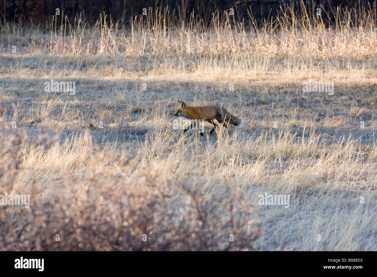 Red Fox Hunting Stock Photo - Alamy
