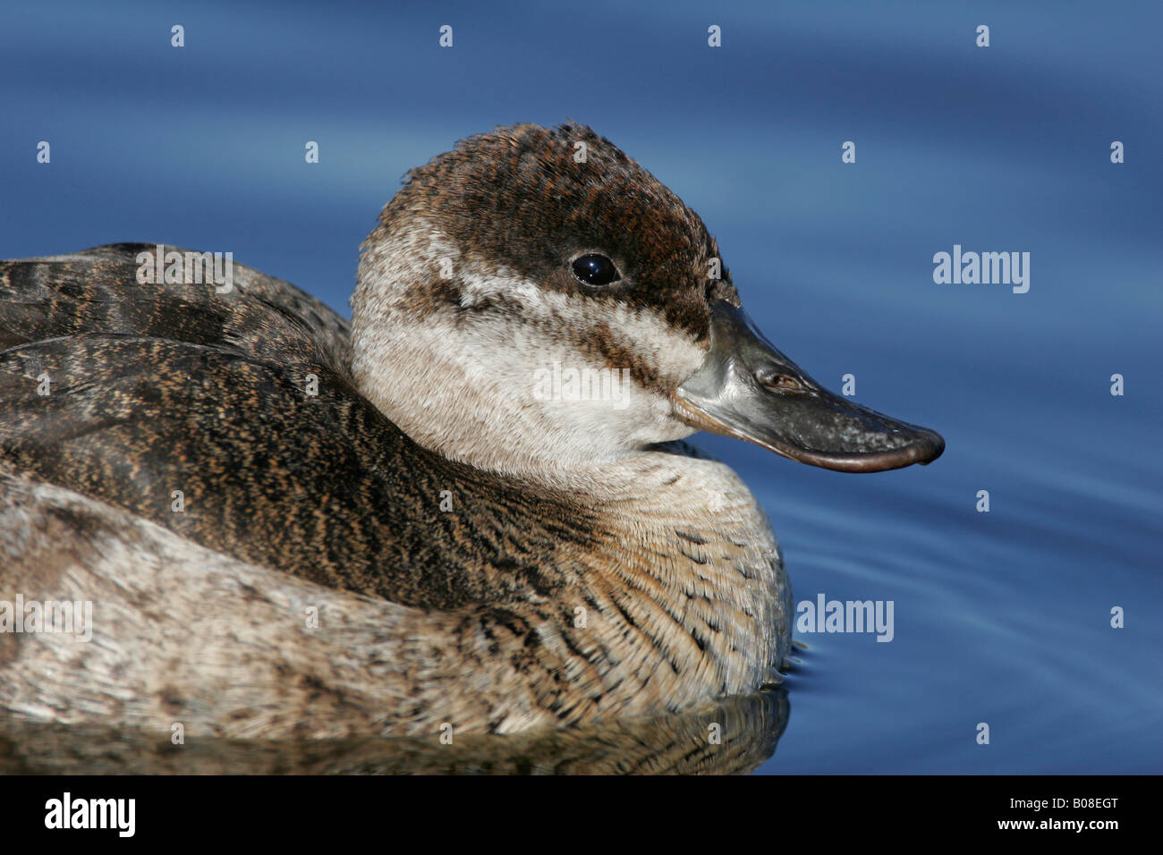 Adult female duck portrait hi-res stock photography and images - Alamy