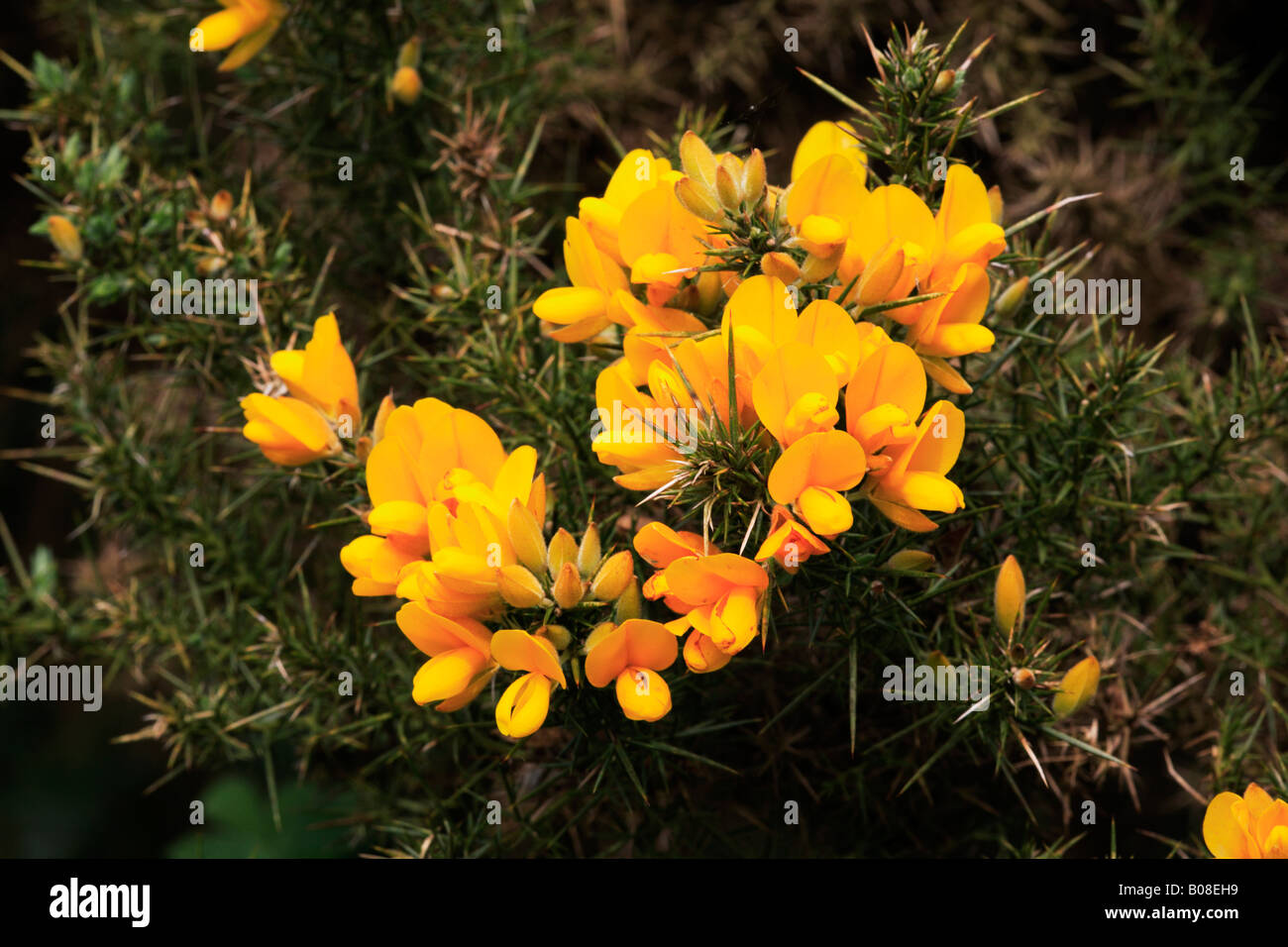 Common Gorse, Ulex Europaeus, on Crostwight Heath, Norfolk, UK Stock ...