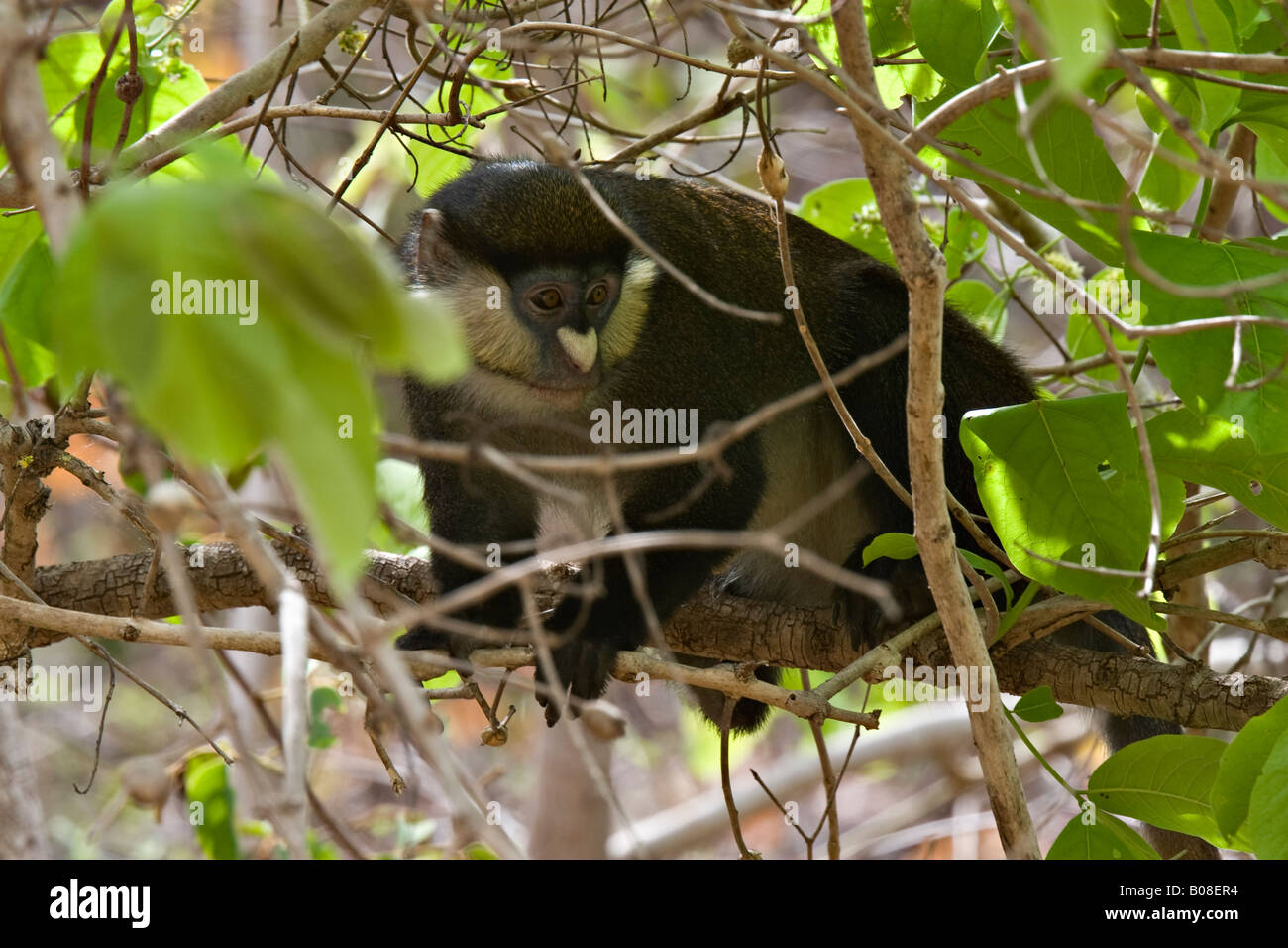 Red-tailed monkey or Black-Checked White-nosed Monkey(Cercopithecus ...