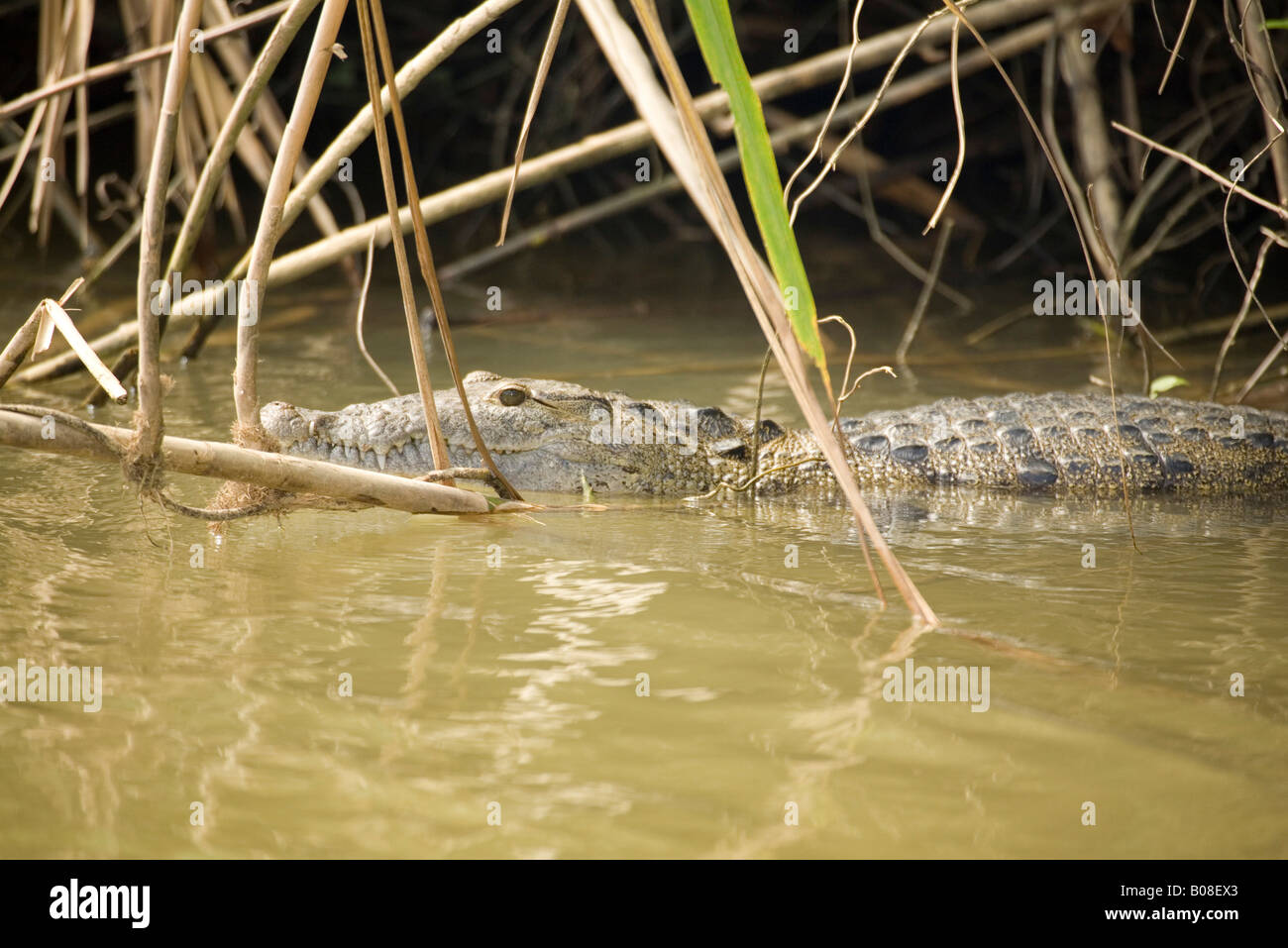 Crocodile crocodylus moreleti in monkey hi-res stock photography and ...