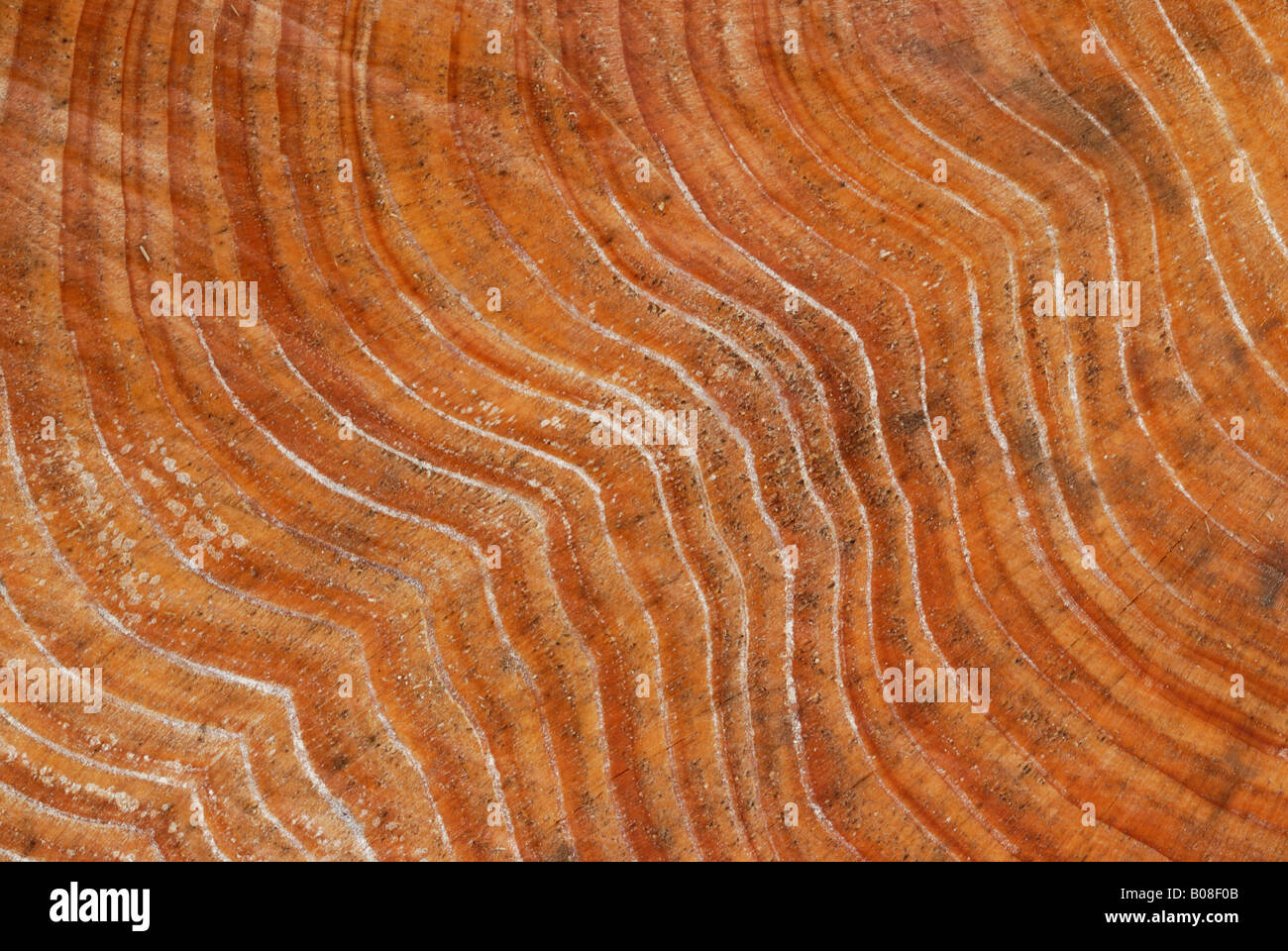 Close-up of tree rings on a sawn trunk Stock Photo - Alamy