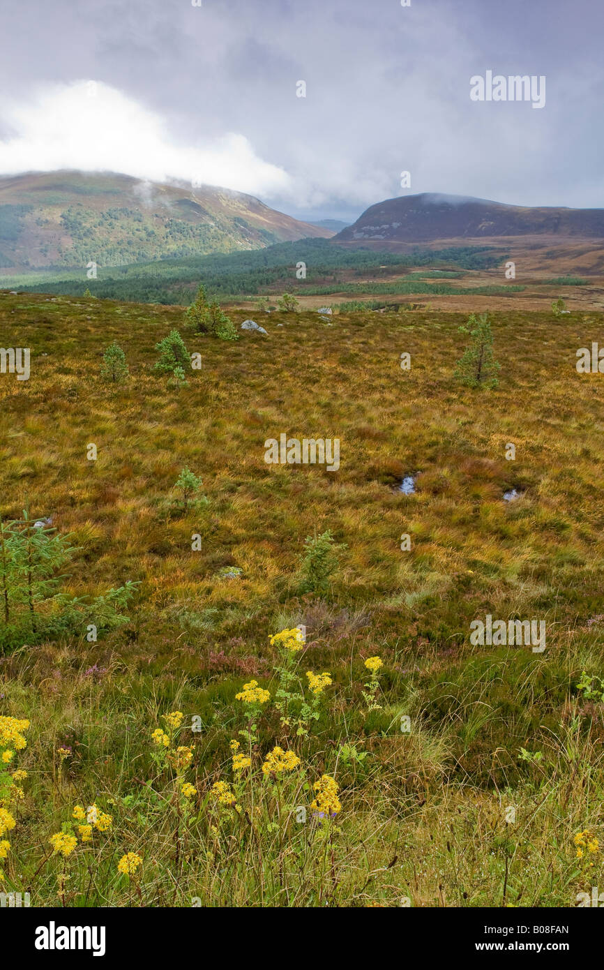 A view of Glenmore Forest Park Scotland Stock Photo - Alamy